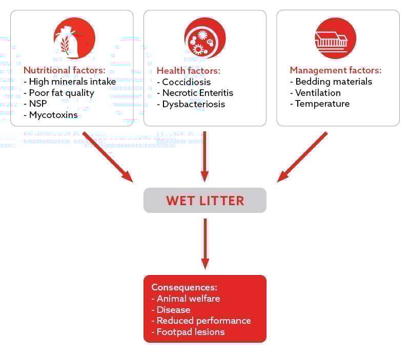 How to prevent wet litter