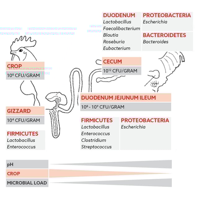 An insight in the chicken gut microbiome