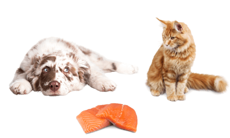 Salmon-Based Super Premium Liquid Cat and Dog Palatant