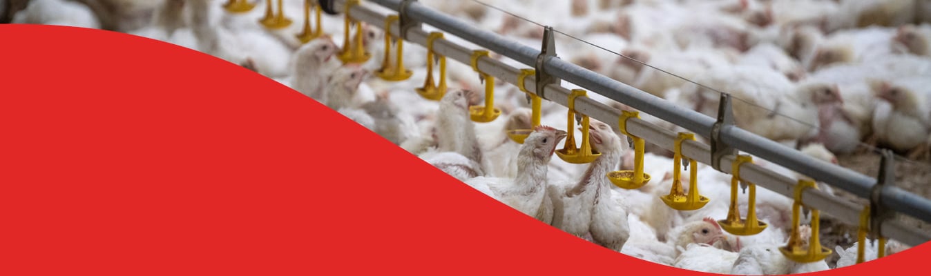 Drinking water and drinking line management in broiler farms