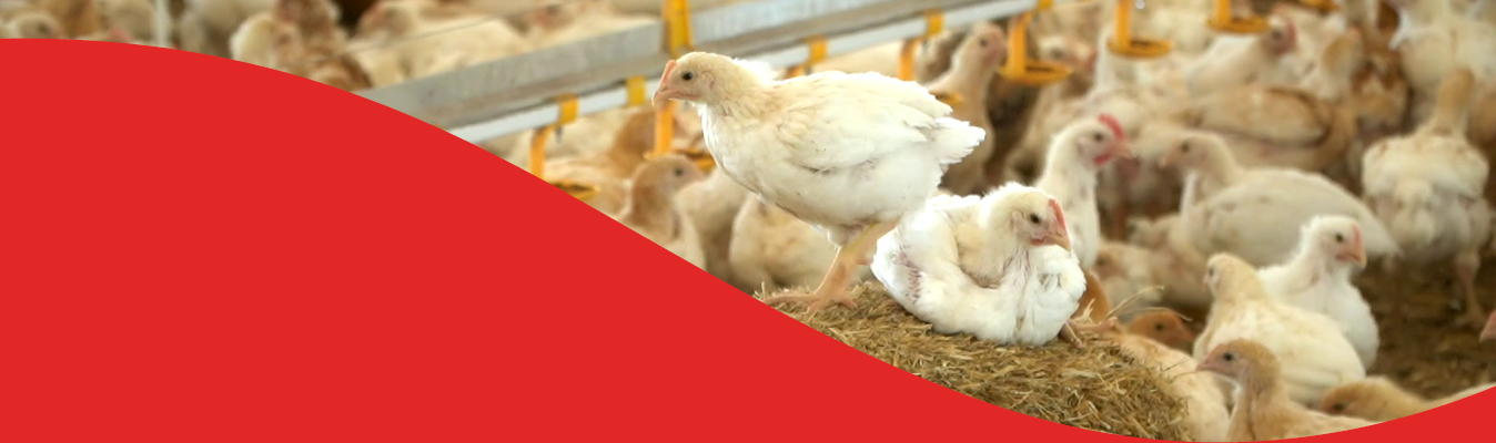 Slow-growing breeds: how to manage them efficiently?