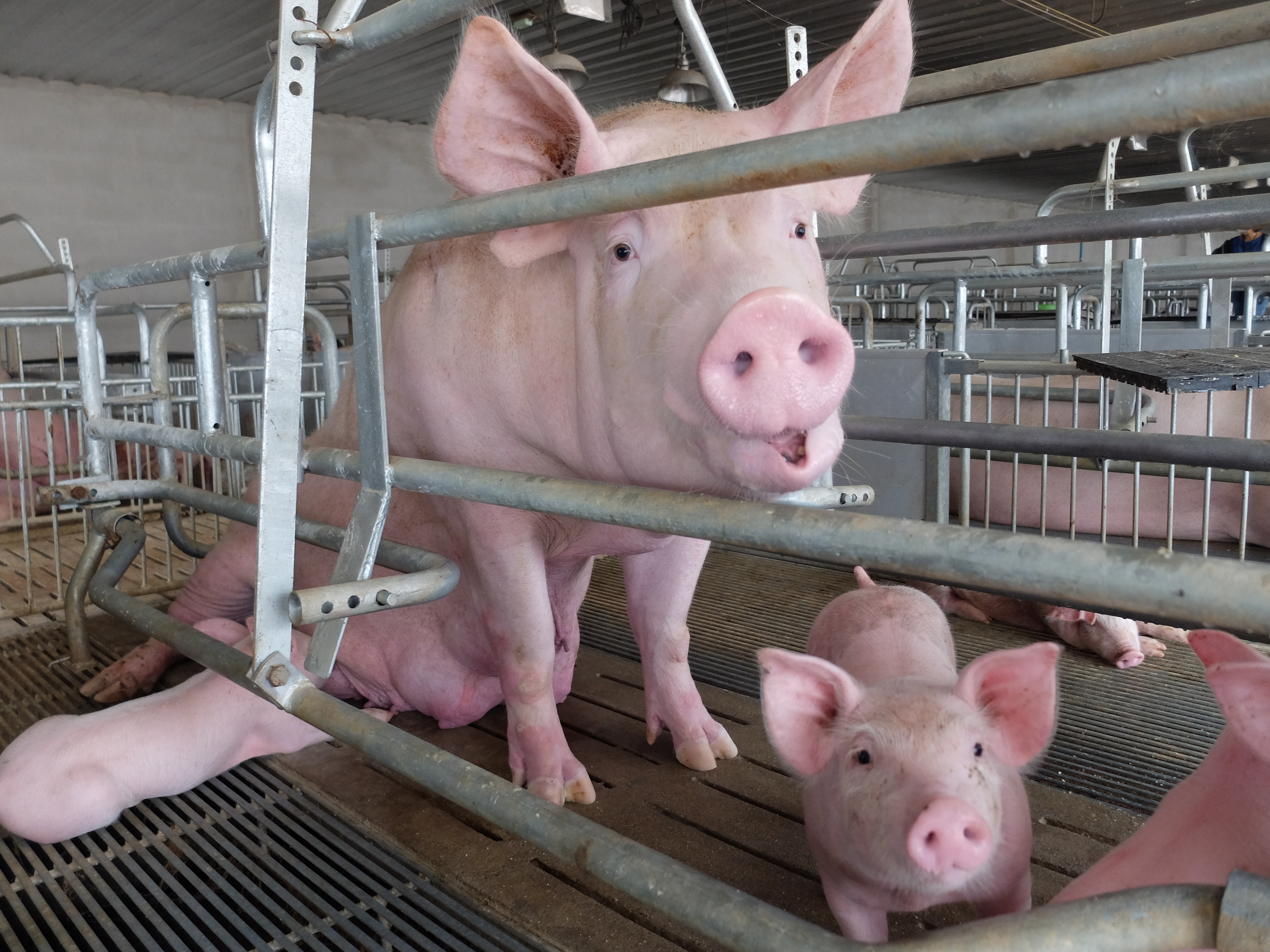 Take the chance to wean your piglets in a new way: boost their resilience