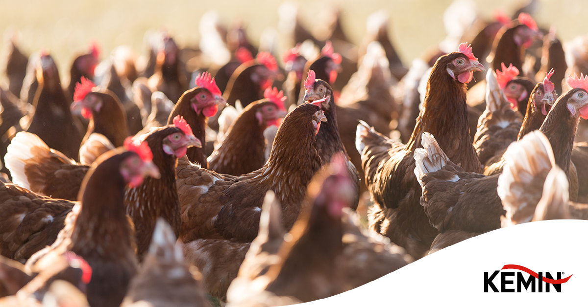 Kemin, a key player on scientific conferences