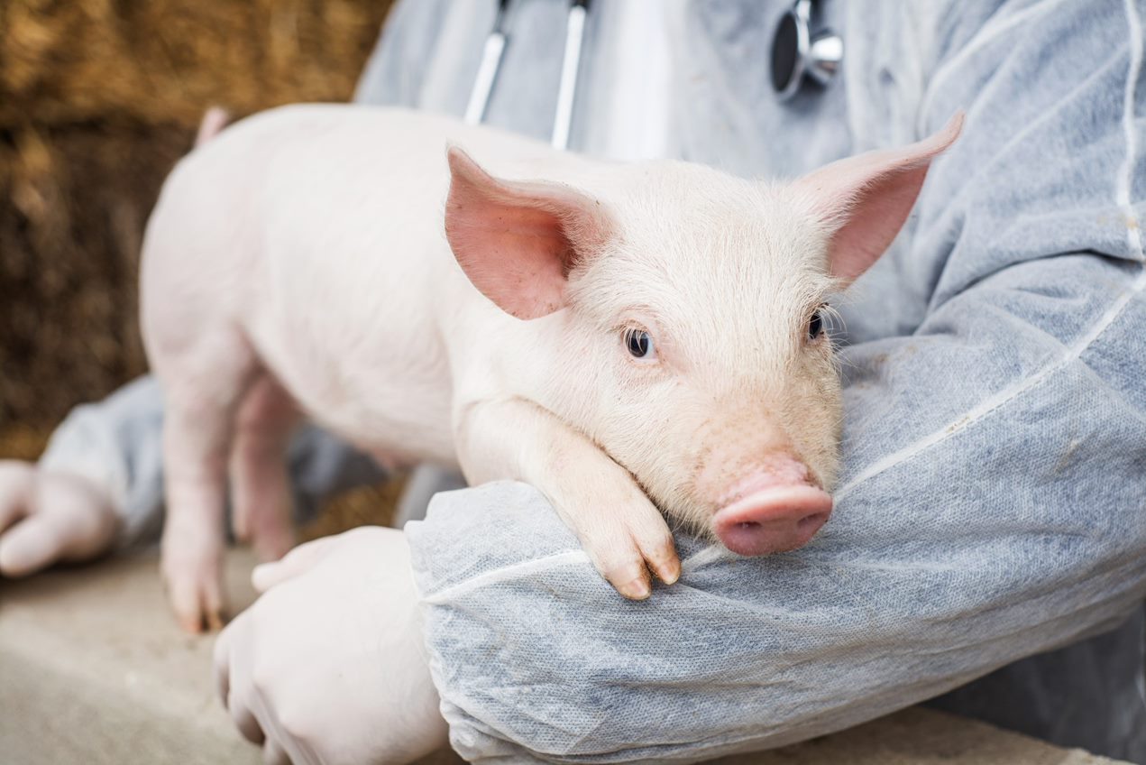 Case study: Prevention of post-weaning diarrhea in very small piglets