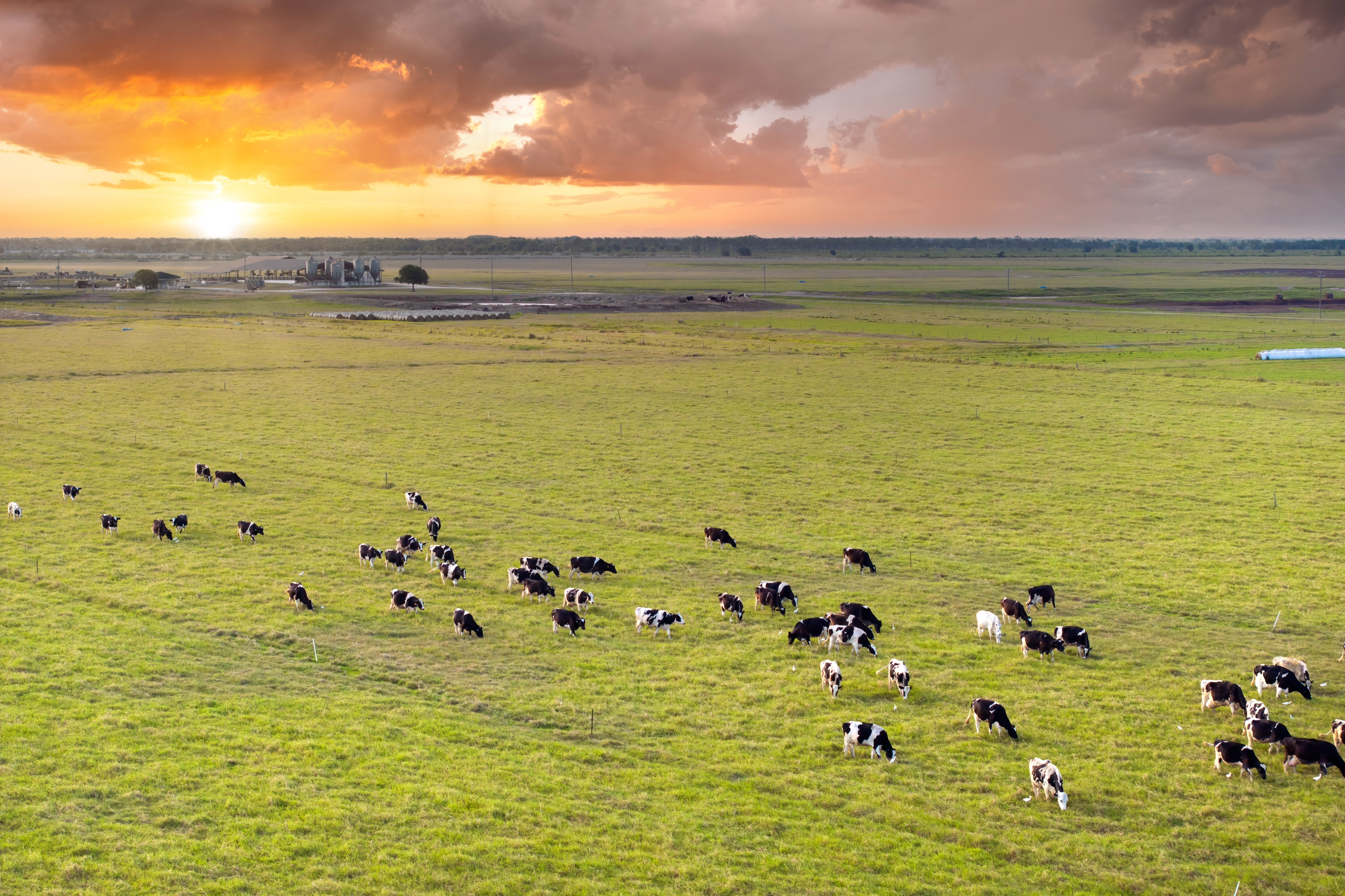 Sustainability Spotlight — Featuring Diego Martínez del Olmo, Ruminant Business Manager EMENA